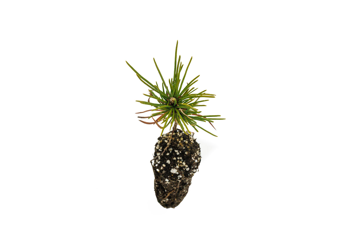 Whitebark Pine | Small Tree Seedling – The Jonsteen Company