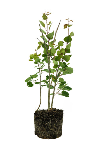 Pre-Bonsai Specials – SequoiaTrees.com