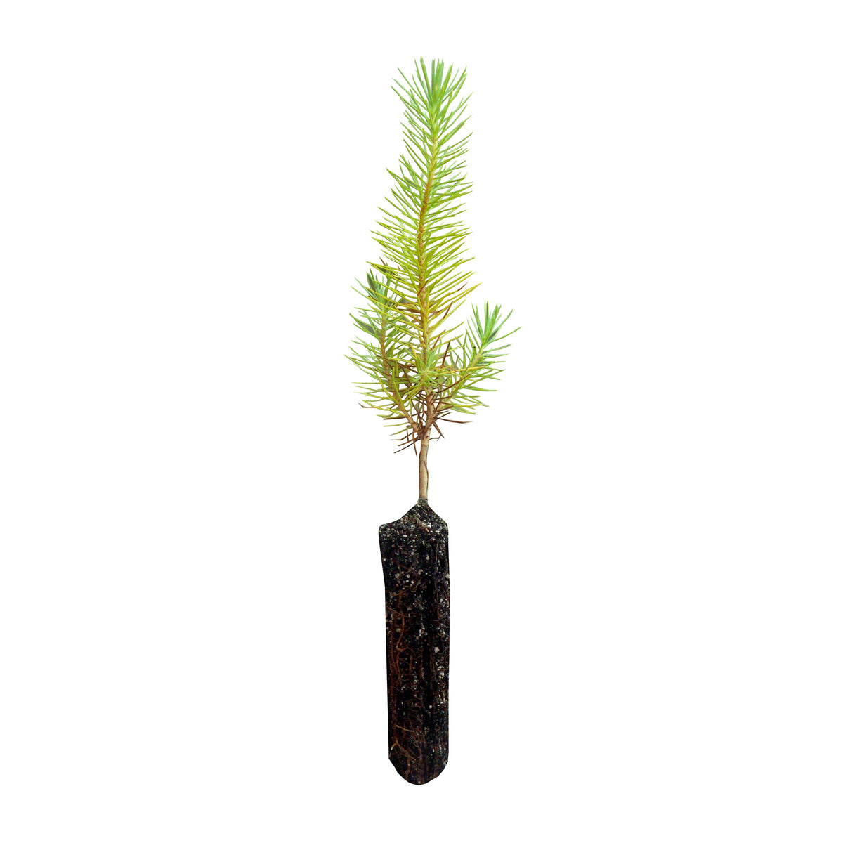 Aleppo Pine | Lot of 30 Tree Seedlings – The Jonsteen Company