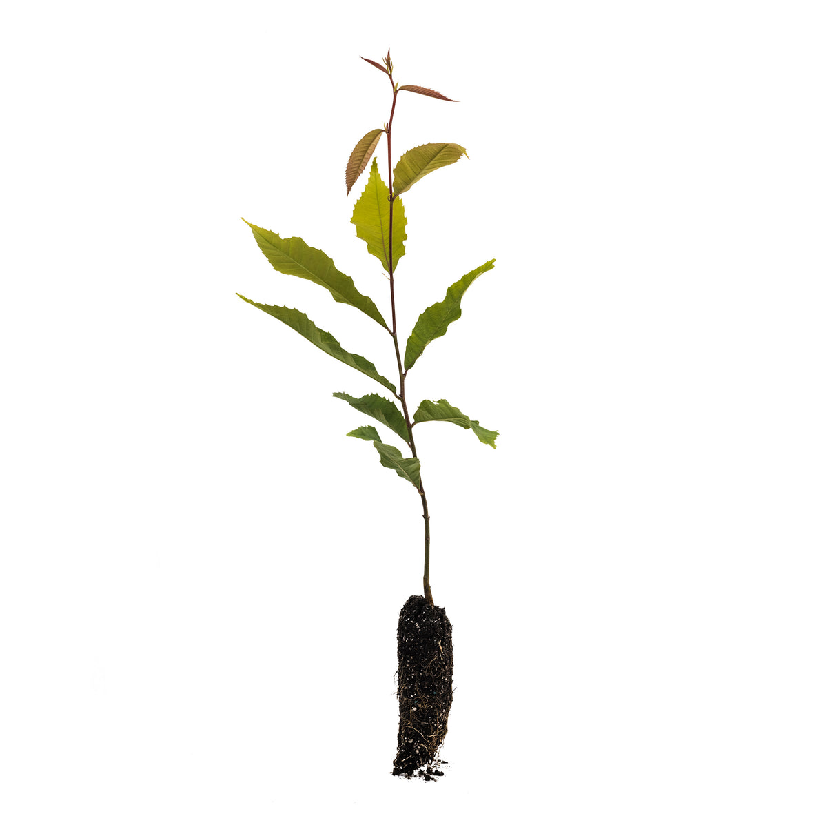 American Chestnut | Medium Tree Seedling – SequoiaTrees.com