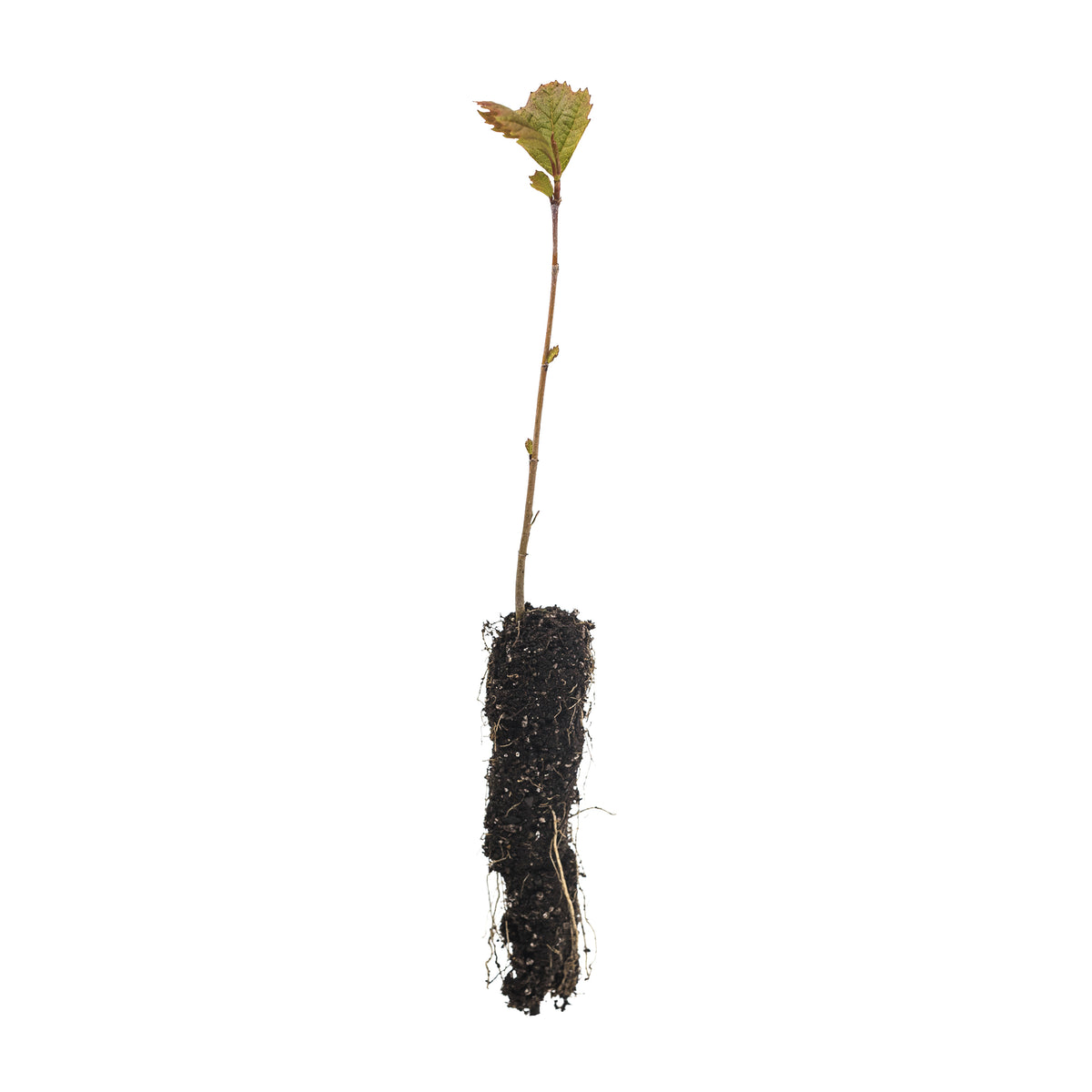 American Sycamore | Small Tree Seedling – The Jonsteen Company