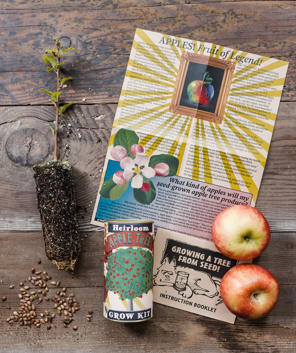 Apple Tree | Seed Grow Kit – The Jonsteen Company