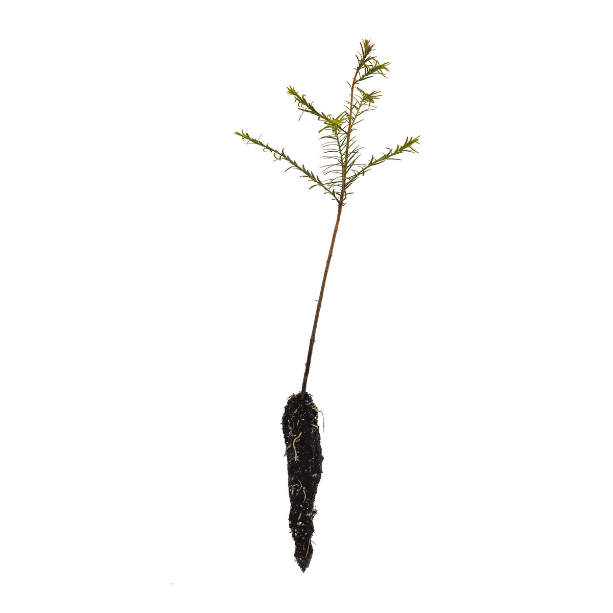 Baldcypress | Small Tree Seedling – The Jonsteen Company