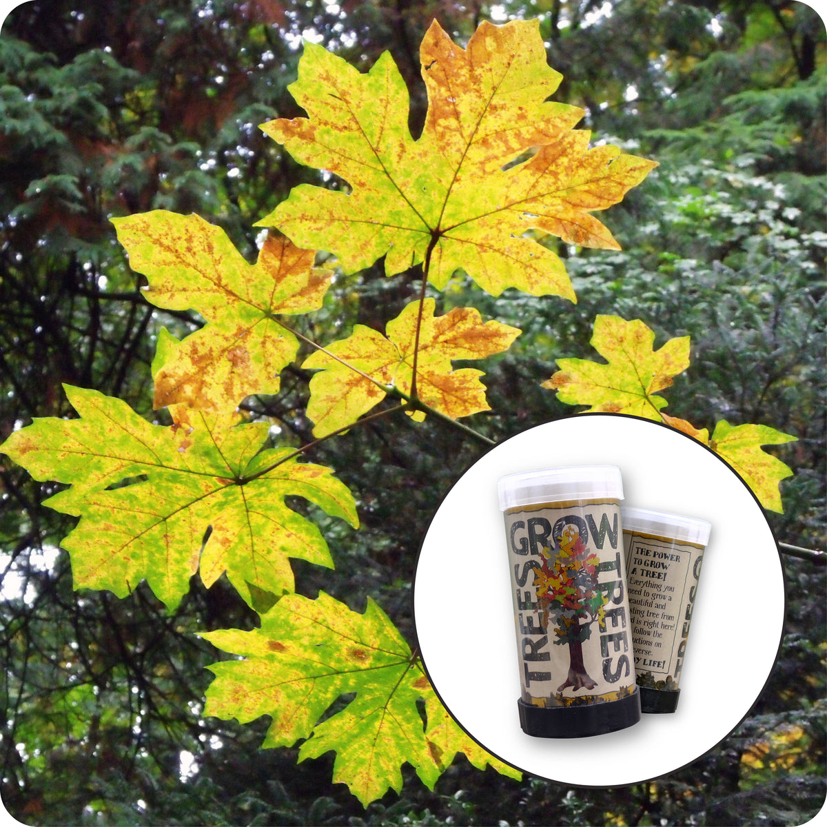 Bigleaf Maple | Mini-Grow Kit – The Jonsteen Company