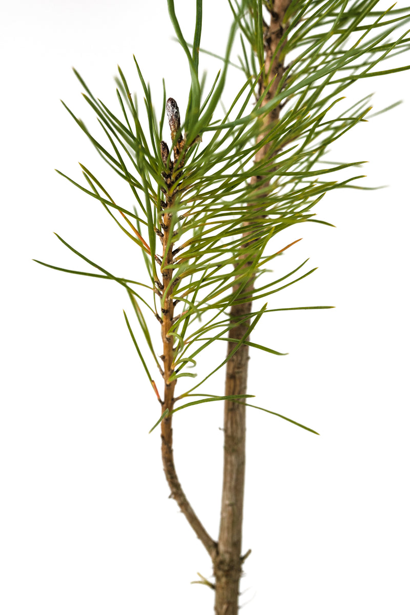 Bishop Pine | Medium Tree Seedling – The Jonsteen Company