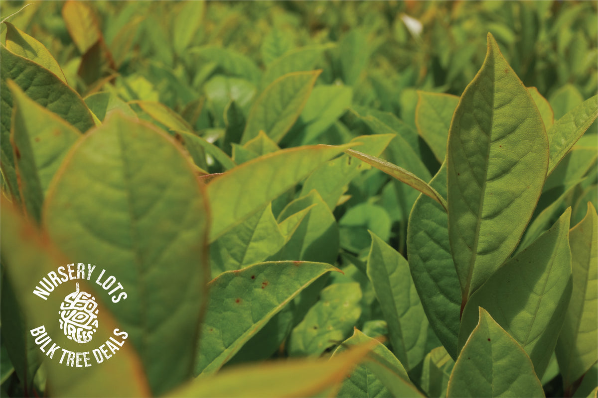 Black Tupelo | Lot of 30 Tree Seedlings – The Jonsteen Company