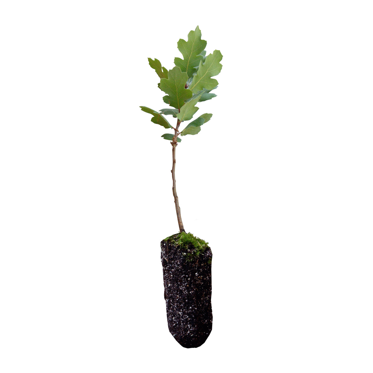 Blue Oak | Lot of 30 Tree Seedlings – The Jonsteen Company