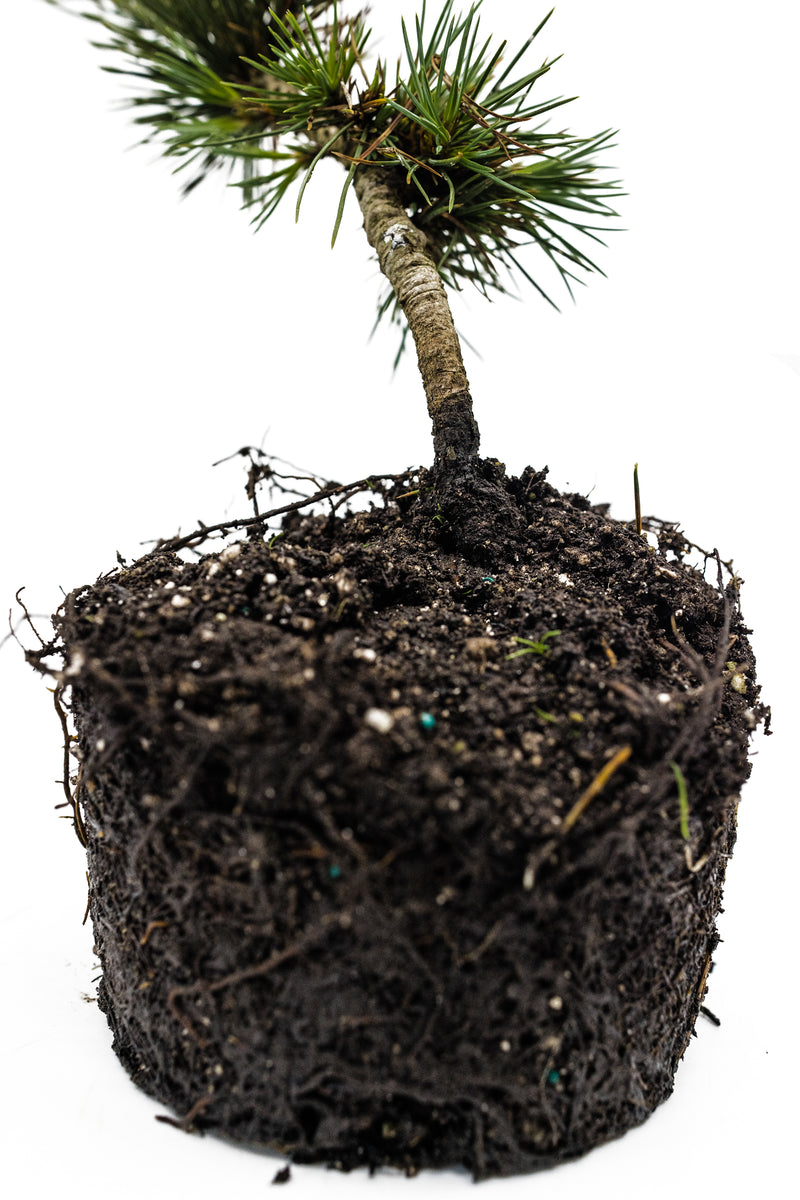 Bristlecone Pine | Pinus aristata | Large Tree Seedling – The Jonsteen ...