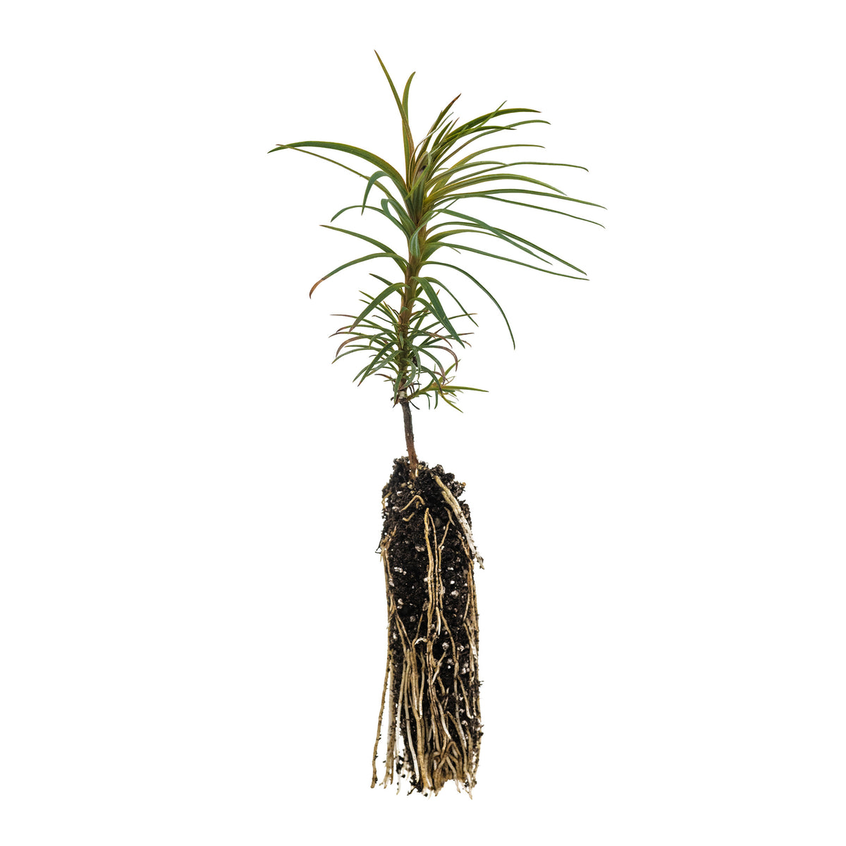 China Fir | Small Tree Seedling – The Jonsteen Company