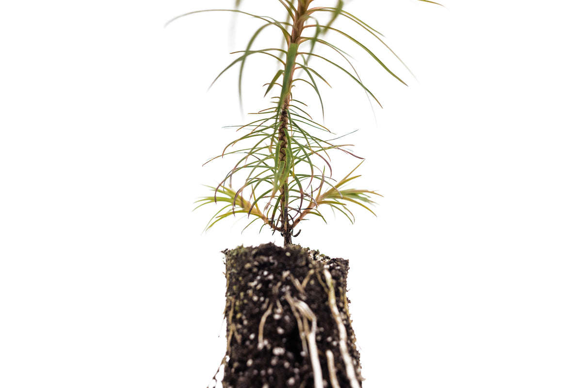 China Fir | Medium Tree Seedling – The Jonsteen Company