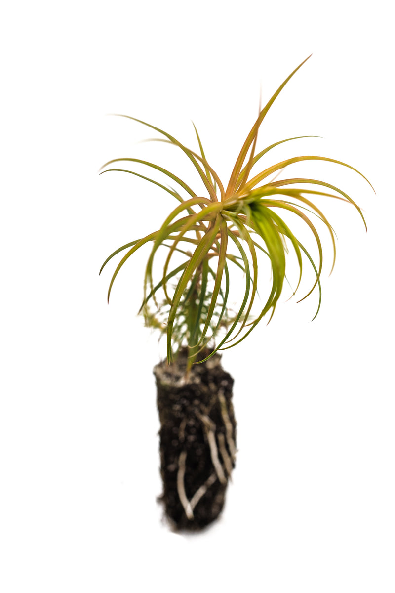 China Fir | Medium Tree Seedling – The Jonsteen Company