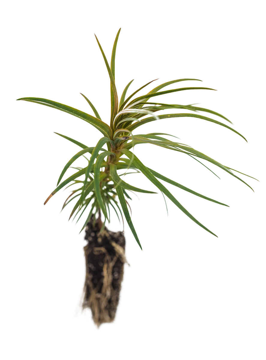 China Fir | Small Tree Seedling – The Jonsteen Company