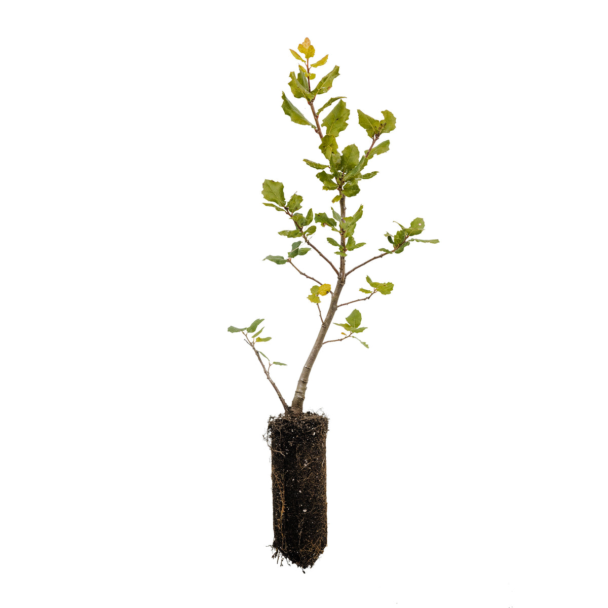 Coast Live Oak | Medium Tree Seedling – The Jonsteen Company