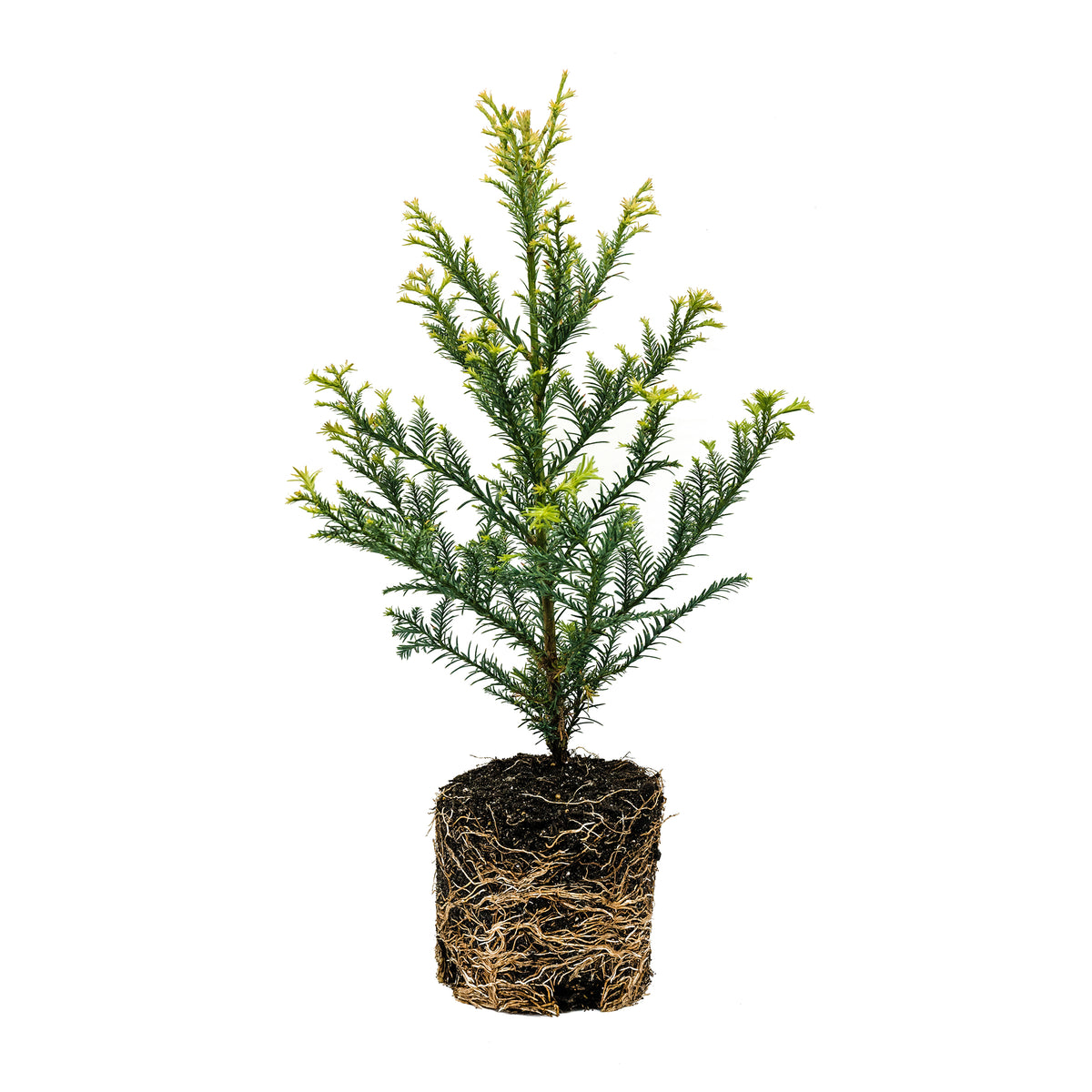 Coast Redwood | Large Tree Seedling – The Jonsteen Company