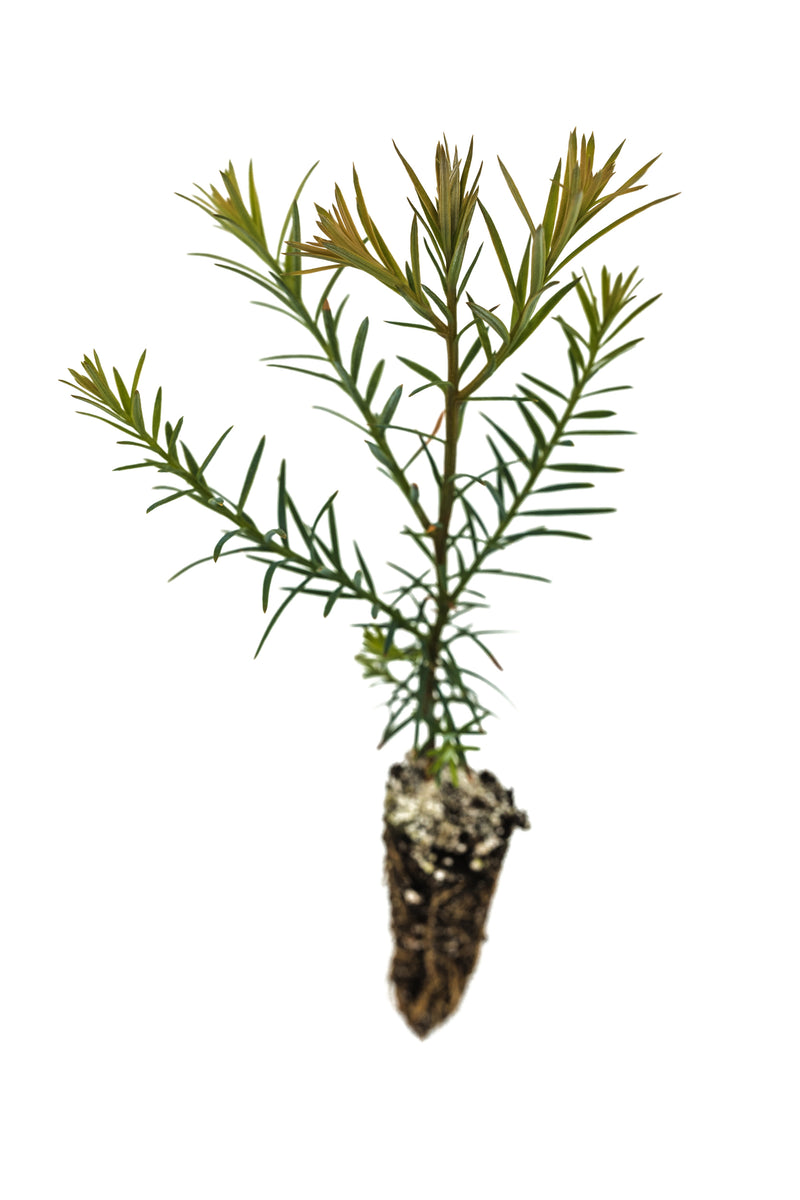 Coast Redwood | Small Tree Seedling – The Jonsteen Company