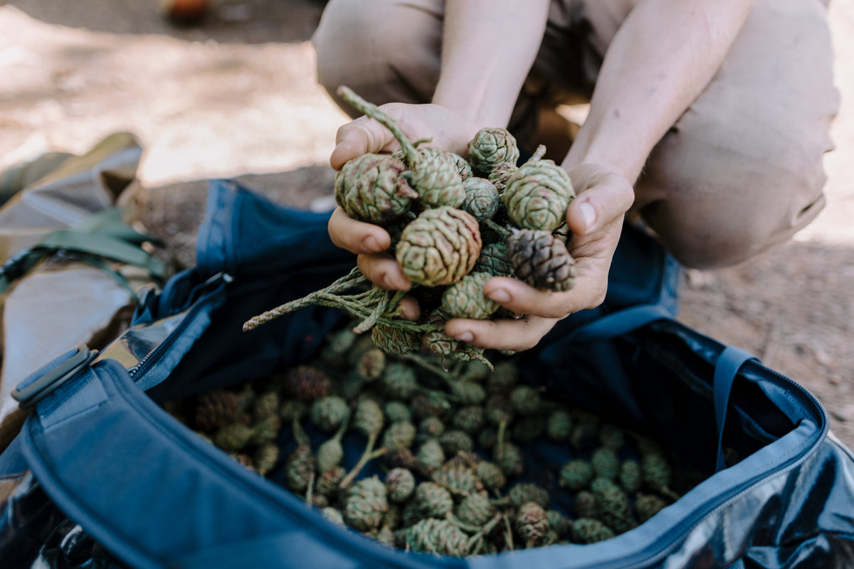 Giant Sequoia | Seed Grow Kit – The Jonsteen Company