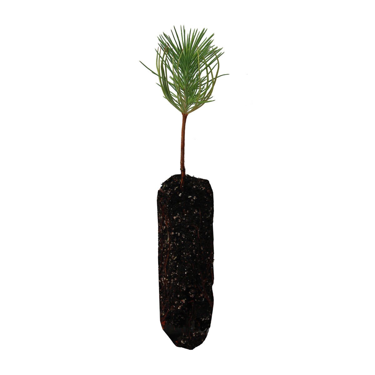 Coulter Pine | Lot of 30 Tree Seedlings – The Jonsteen Company