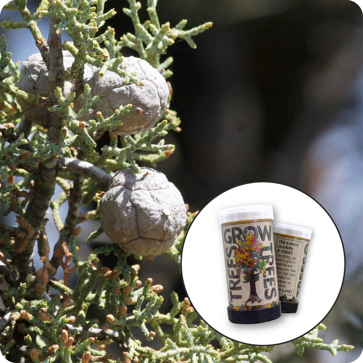 Cuyamaca Cypress | Mini-Grow Kit – The Jonsteen Company