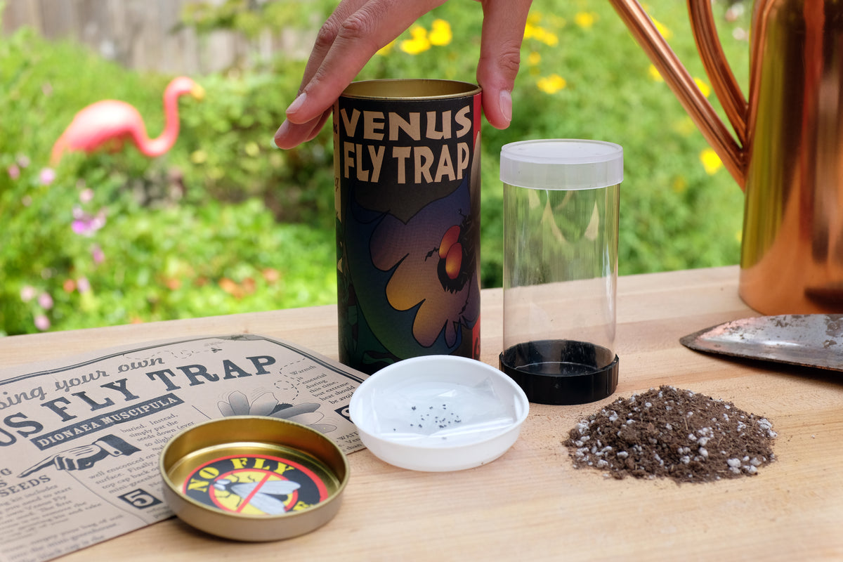 Venus Flytrap | Carnivorous Plant Grow Kit – The Jonsteen Company