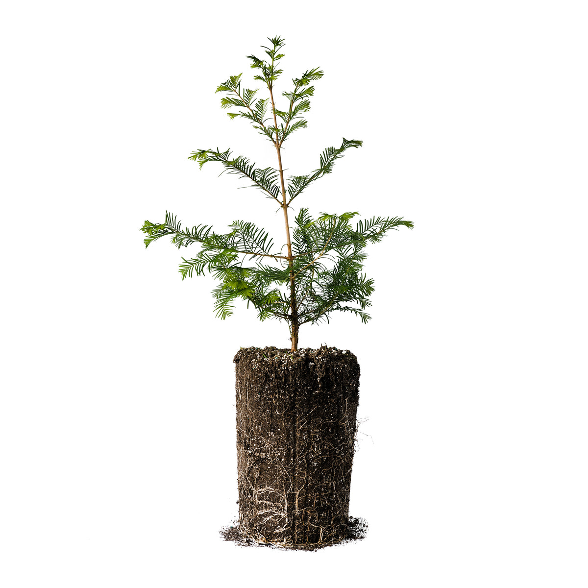Dawn Redwood | XL Tree Seedling – The Jonsteen Company