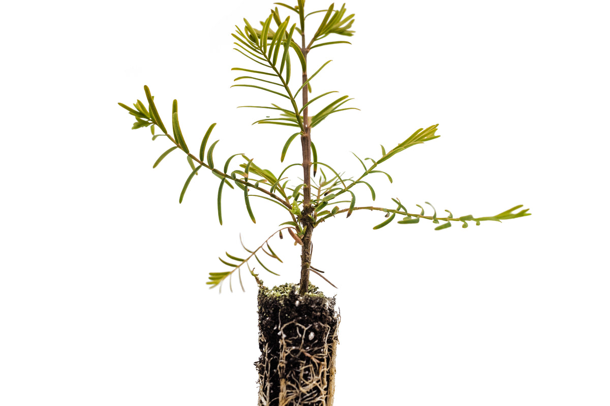 Dawn Redwood | Small Tree Seedling – The Jonsteen Company