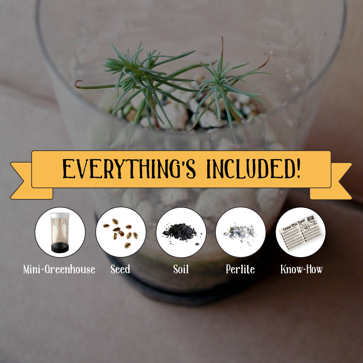 Bigleaf Maple | Mini-Grow Kit – The Jonsteen Company