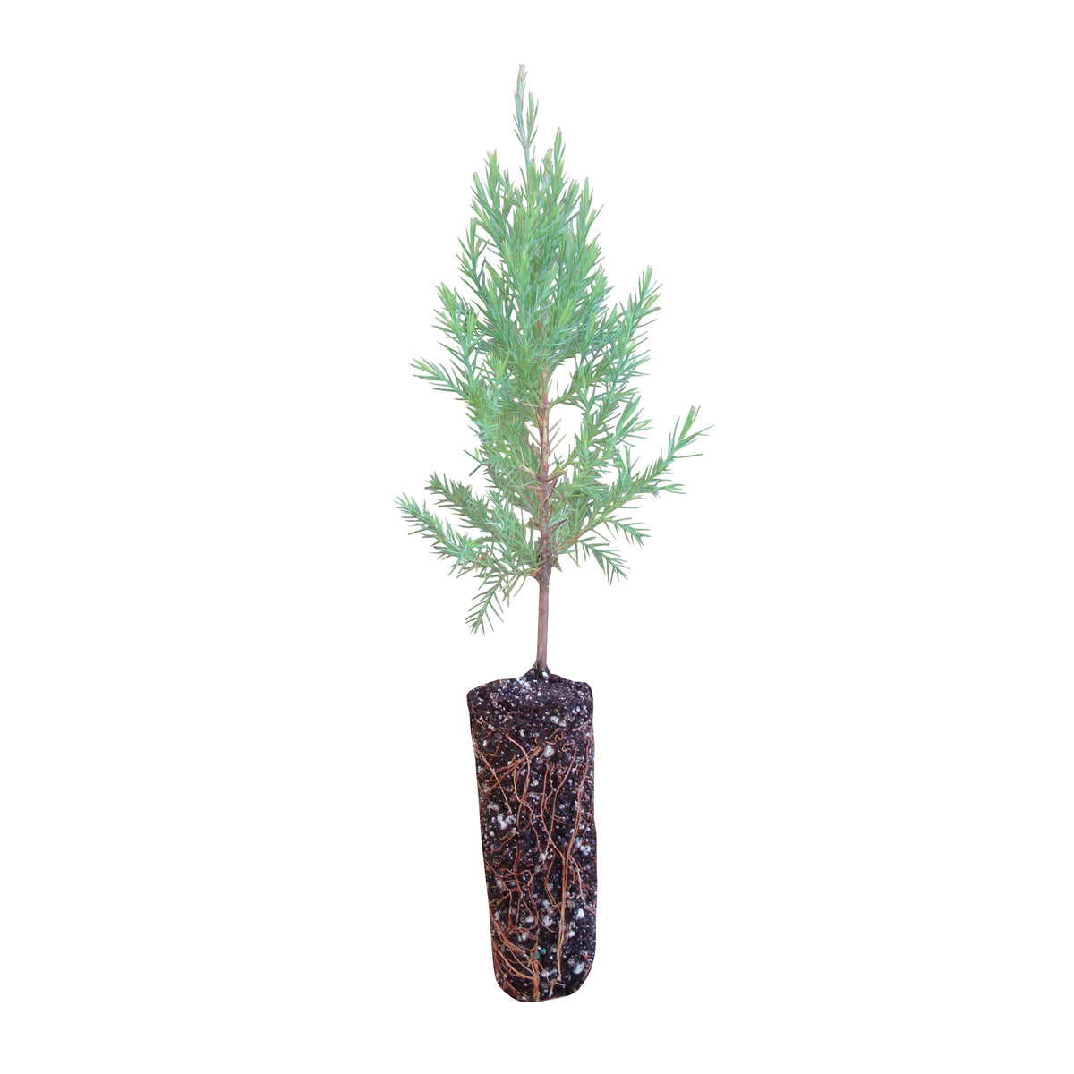 Eastern Redcedar | Medium Tree Seedling – SequoiaTrees.com