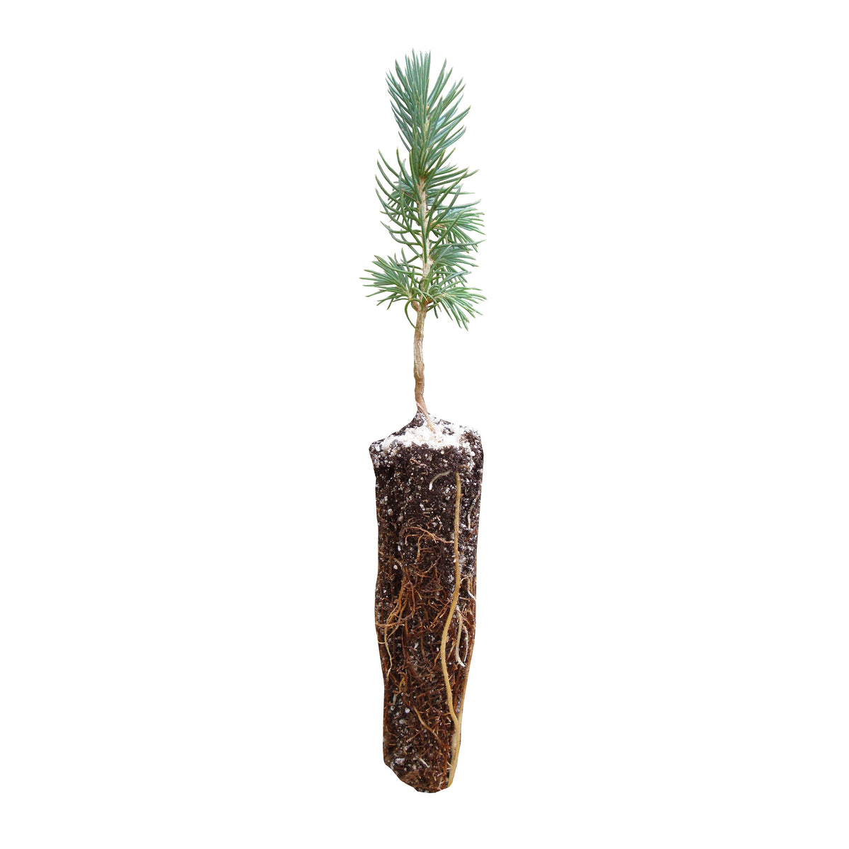 Engelmann Spruce | Lot of 30 Tree Seedlings – The Jonsteen Company