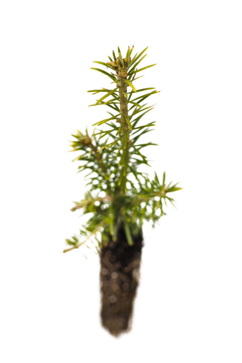 Fraser Fir | Small Tree Seedling – The Jonsteen Company