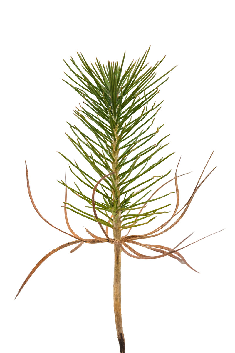 Ghost Pine | Small Tree Seedling – The Jonsteen Company