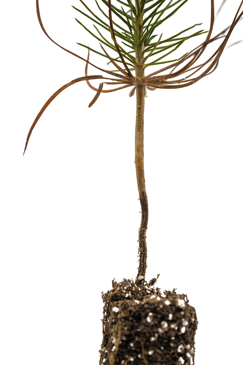 Ghost Pine | Small Tree Seedling – The Jonsteen Company