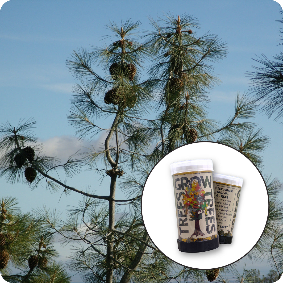 Ghost Pine | Mini-Grow Kit – The Jonsteen Company