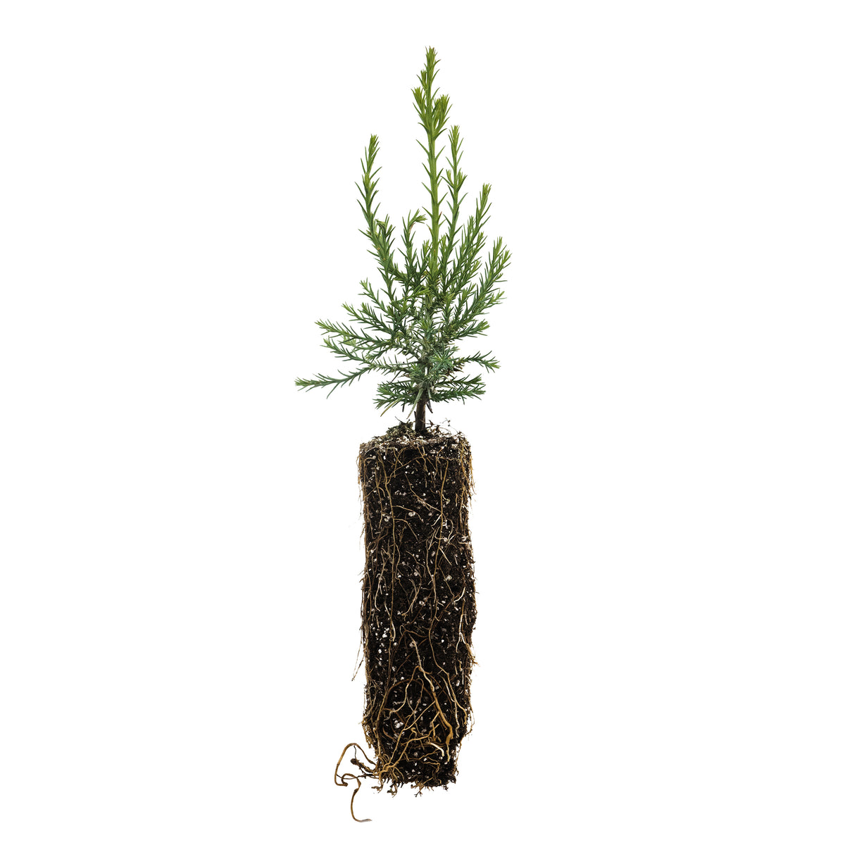 Giant Sequoia | Medium Tree Seedling – The Jonsteen Company