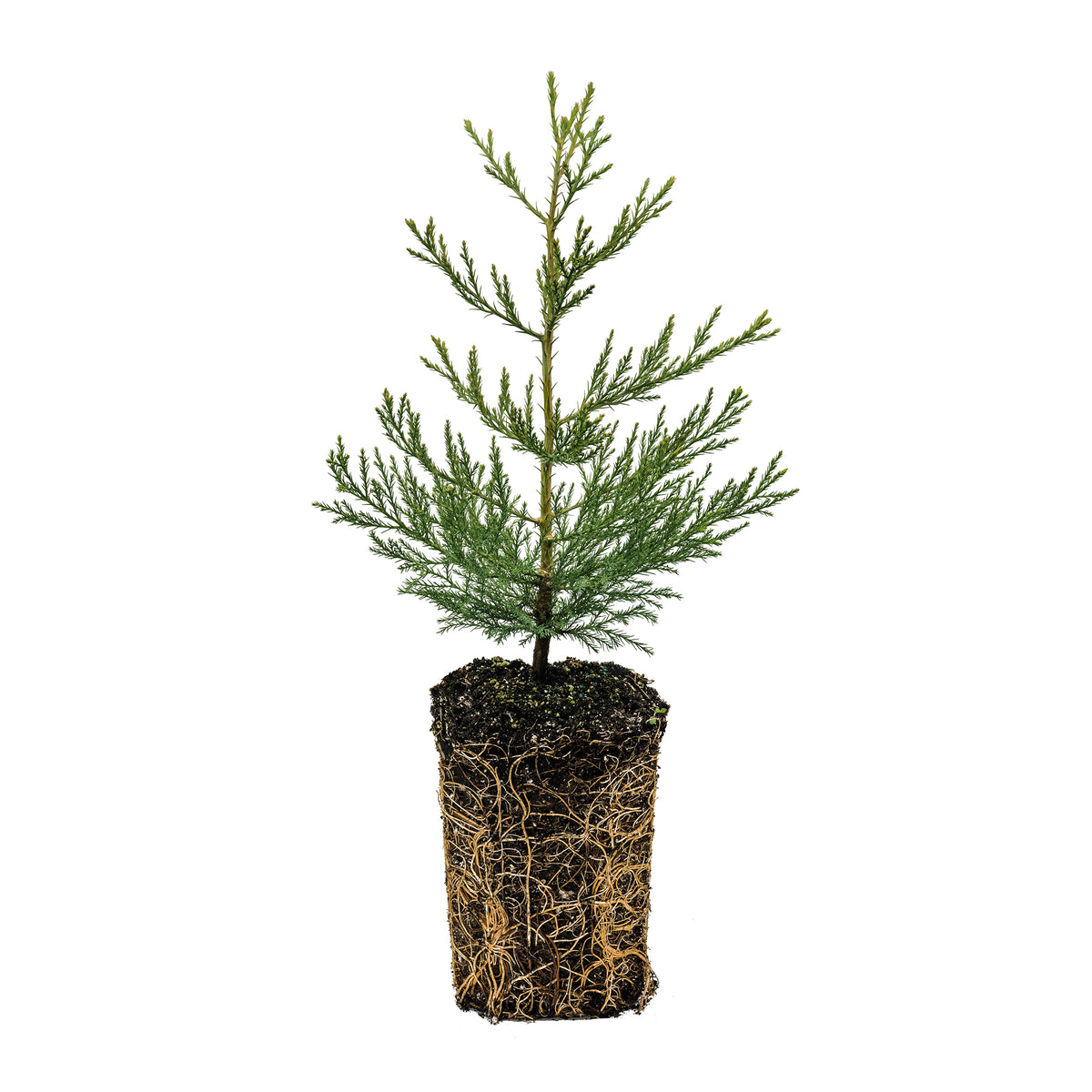 Giant Sequoia | XL Tree Seedling – The Jonsteen Company