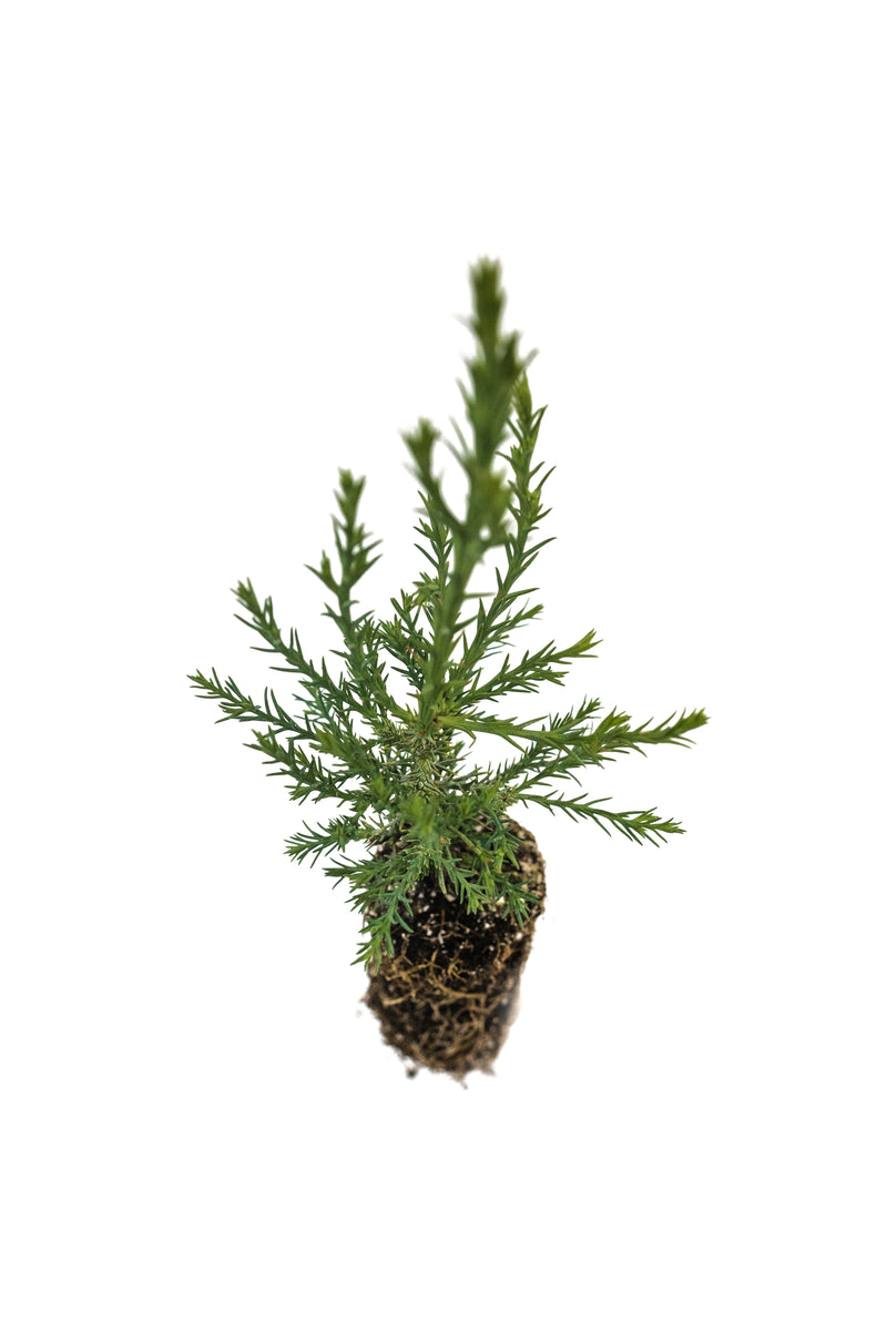Giant Sequoia | Medium Tree Seedling – The Jonsteen Company