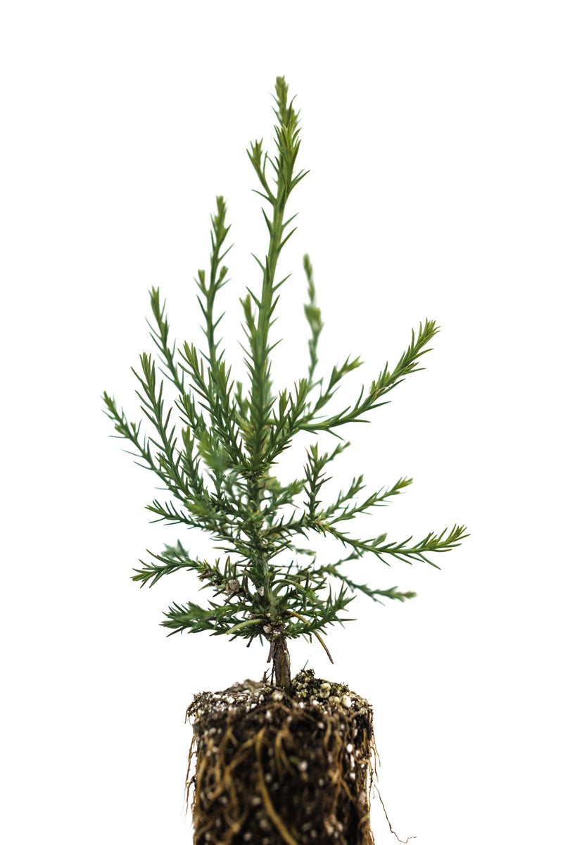 Giant Sequoia | Medium Tree Seedling – The Jonsteen Company