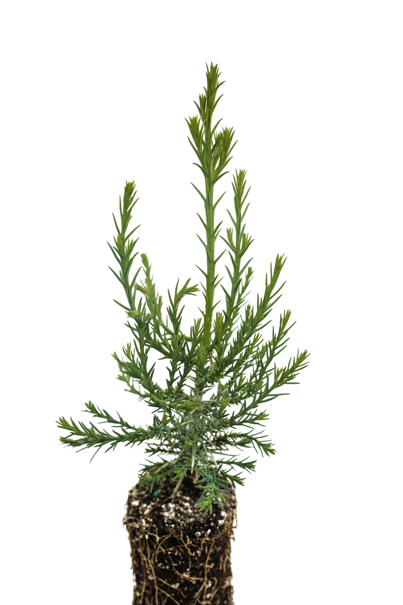 Giant Sequoia | Medium Tree Seedling – SequoiaTrees.com