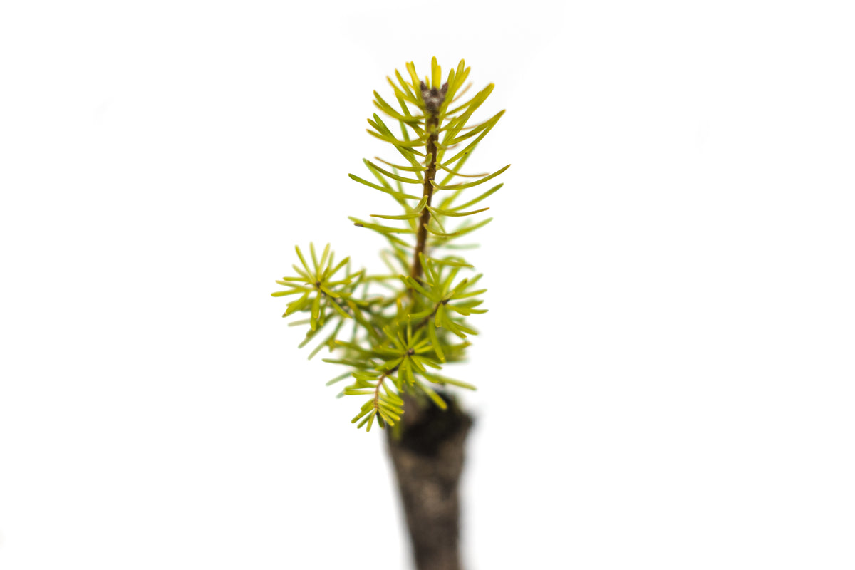 Grand Fir | Small Tree Seedling – The Jonsteen Company