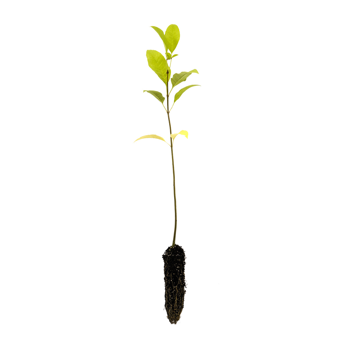 Green Ash | Small Tree Seedling – The Jonsteen Company