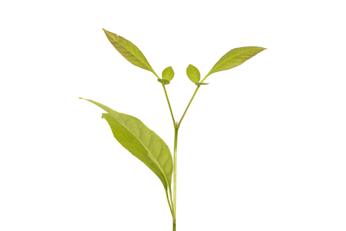 Green Ash | Medium Tree Seedling – The Jonsteen Company