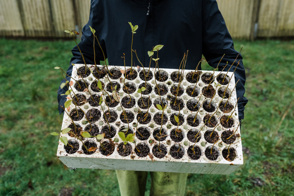 Green Ash | Lot of 30 Tree Seedlings – The Jonsteen Company