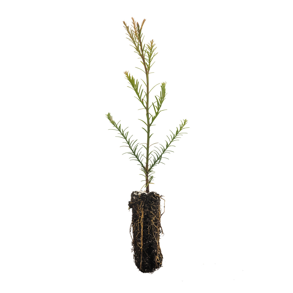 Coast Redwood | Medium Tree Seedling – The Jonsteen Company