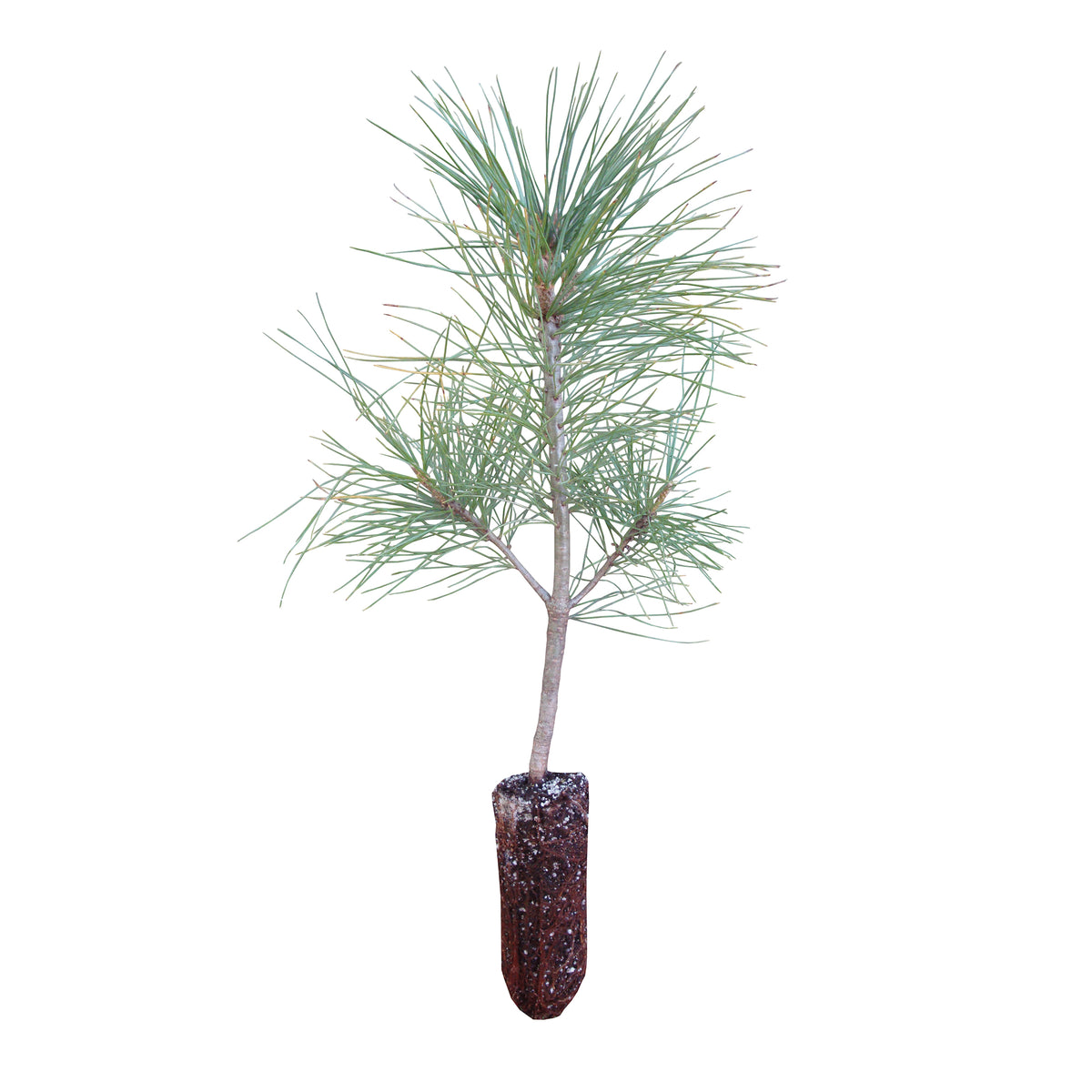 Himalayan Pine | Medium Tree Seedling – The Jonsteen Company
