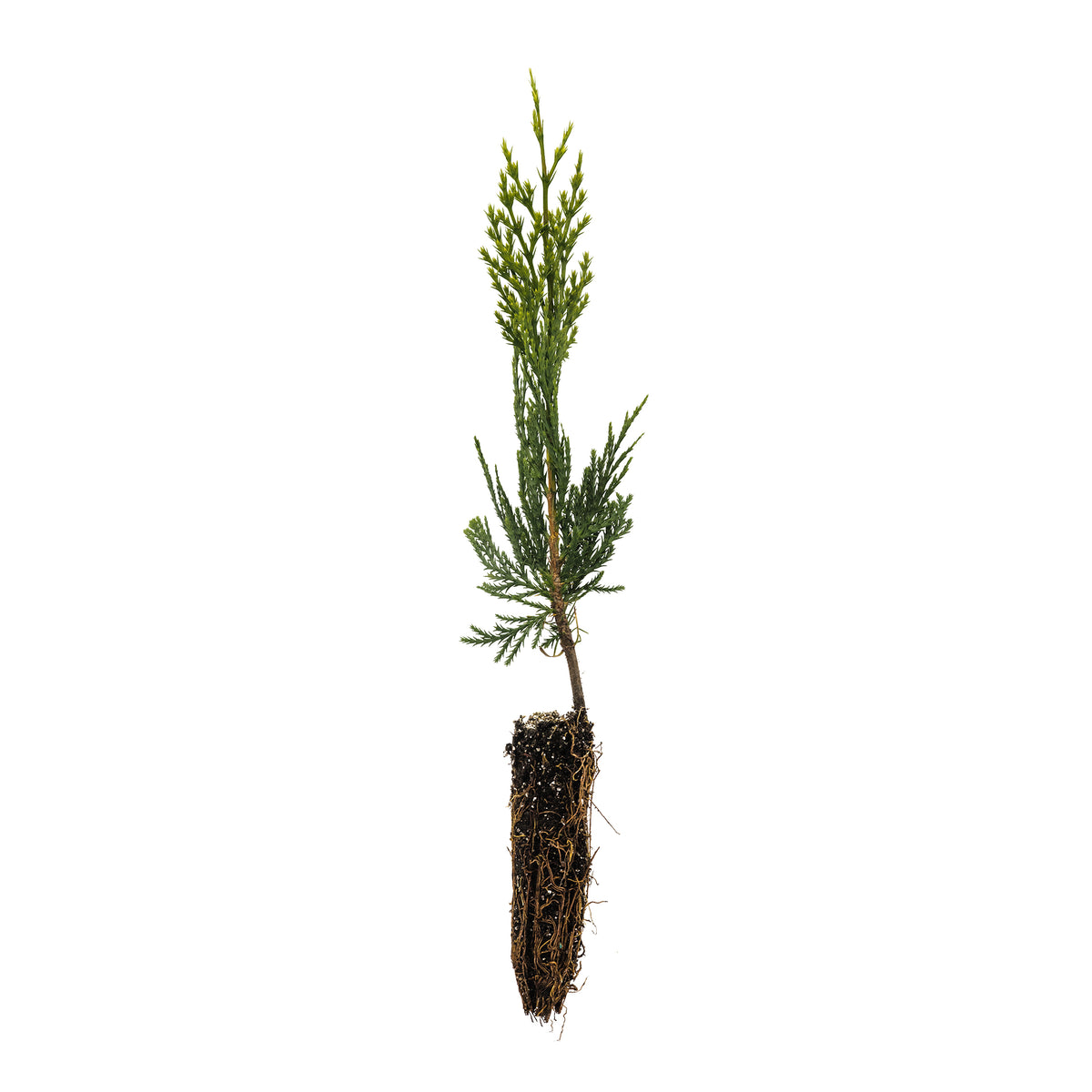 Incense Cedar | Small Tree Seedling – The Jonsteen Company