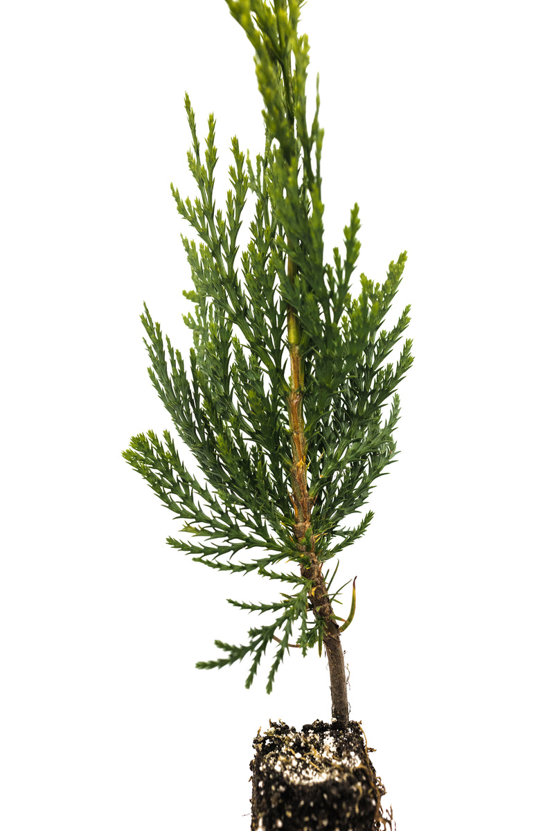 Incense Cedar | Small Tree Seedling – The Jonsteen Company