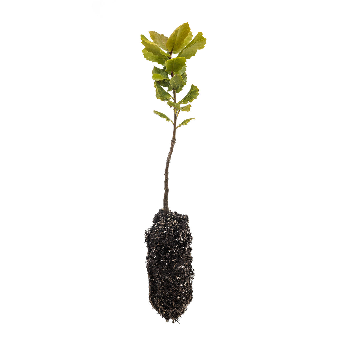 Interior Live Oak | Medium Tree Seedling – The Jonsteen Company
