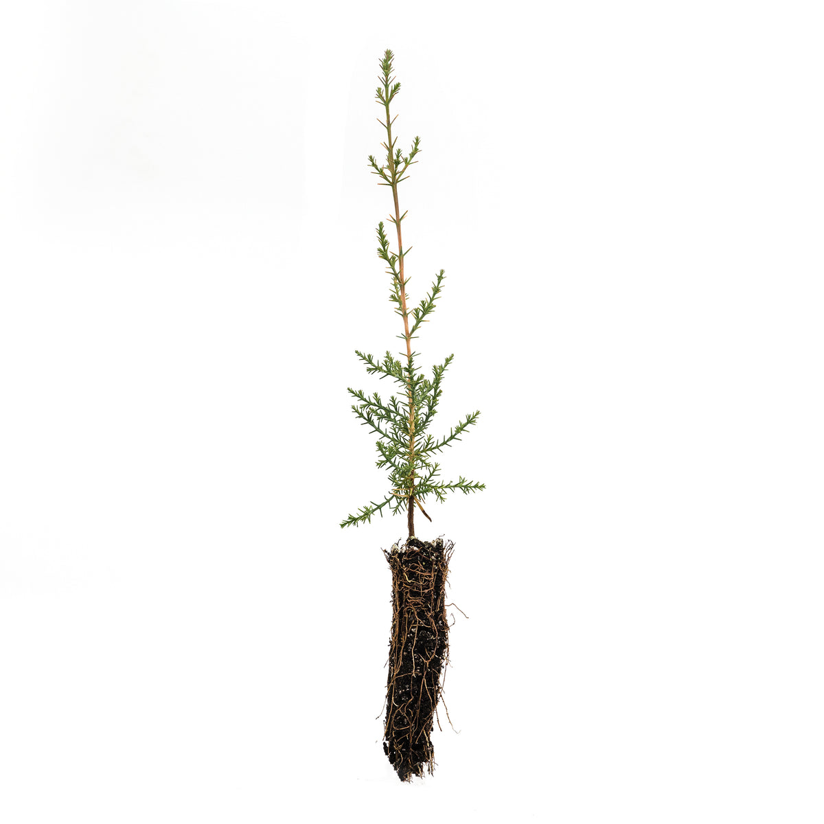 Italian Cypress | Small Tree Seedling – The Jonsteen Company