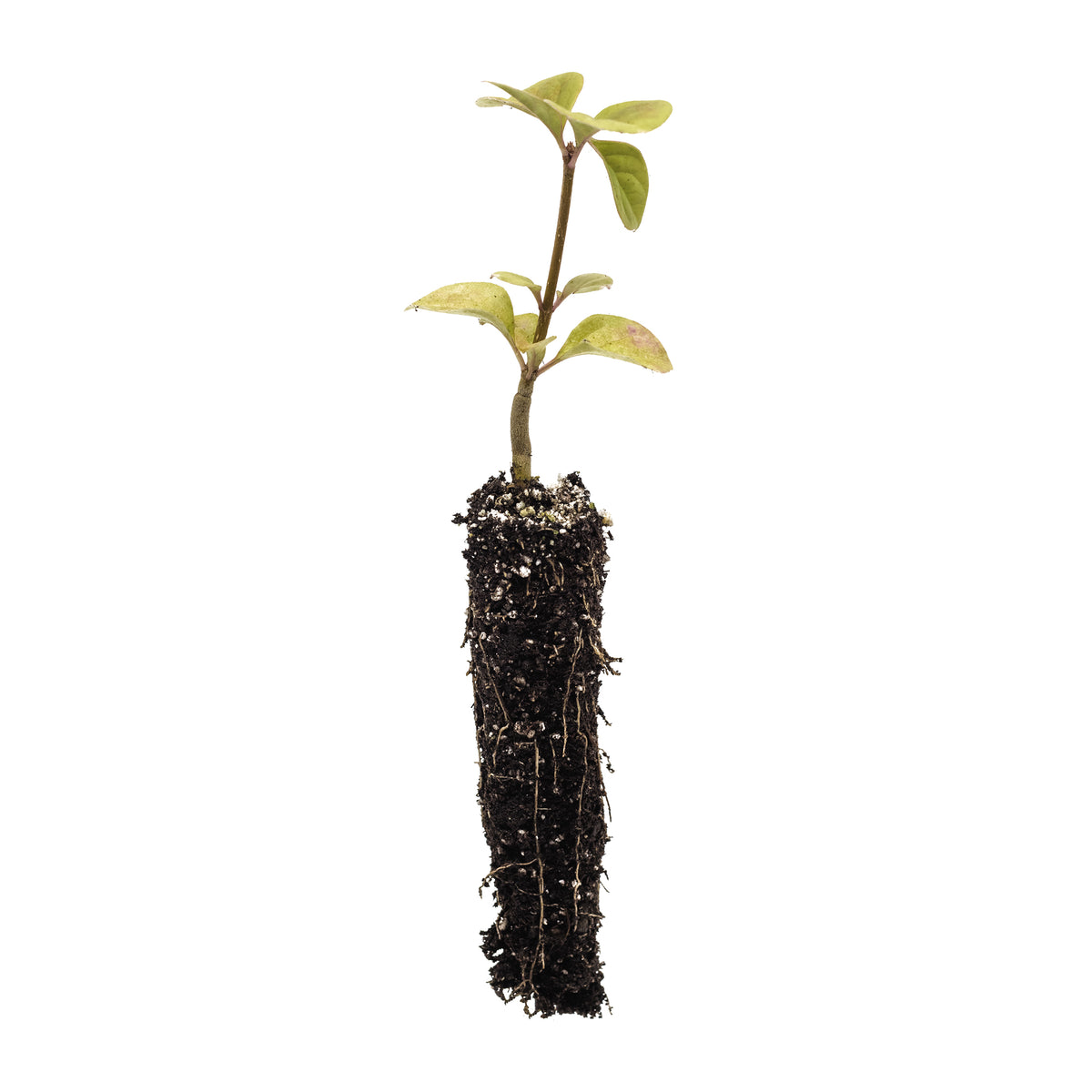 Japanese Tree Lilac | Small Tree Seedling – The Jonsteen Company