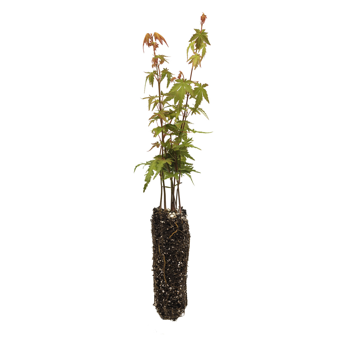 Japanese Maple | Tree Seedling Cluster – The Jonsteen Company