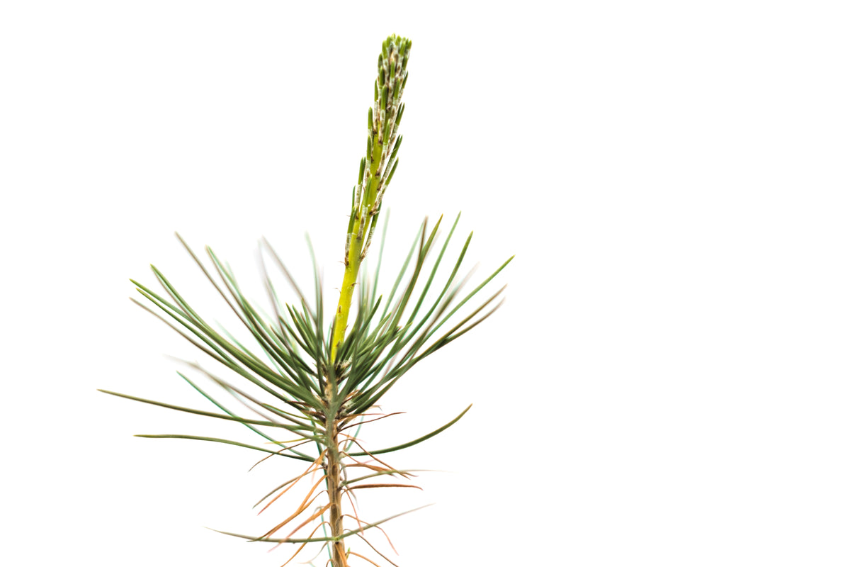 Japanese Black Pine | Medium Tree Seedling – The Jonsteen Company